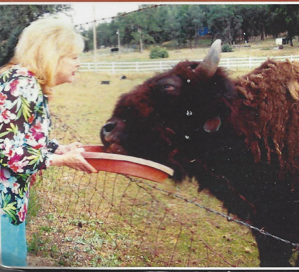 Picture/Video Gallery | Buffalo Billy's Bison Brotherhood